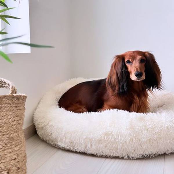 Hundeseng, hundehule og hundemadrass - I Love Dogs.no